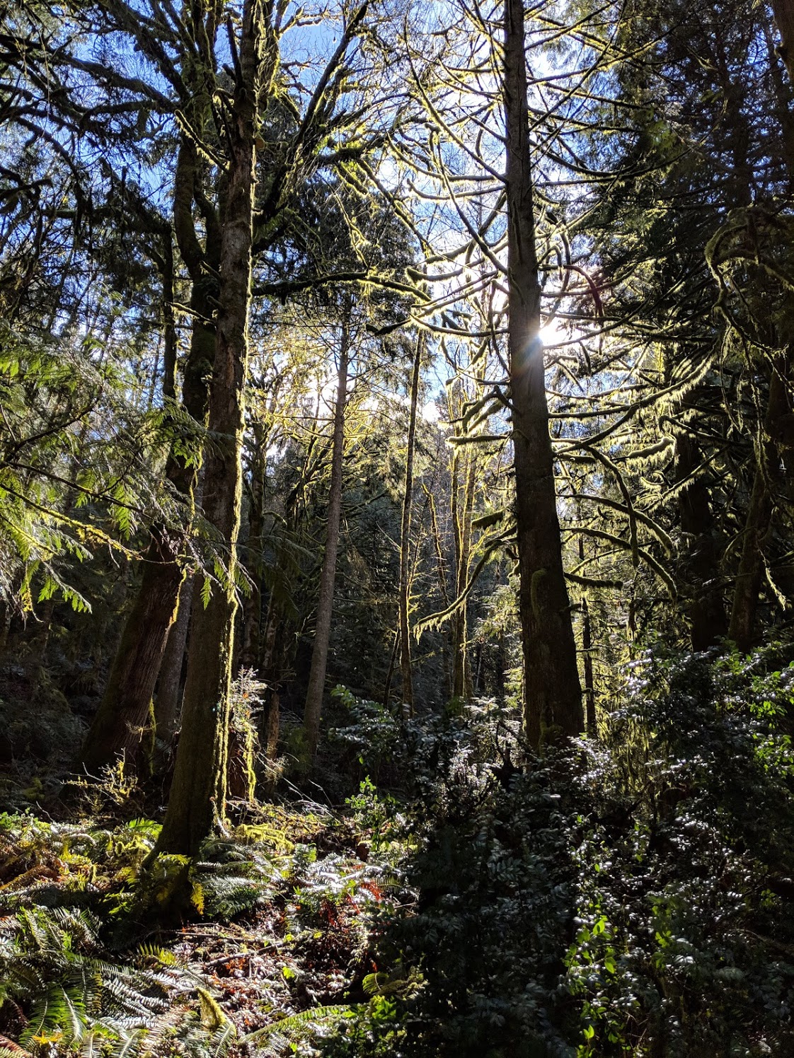 Thirteen Ways to Worship the Forest - Liv Syptak